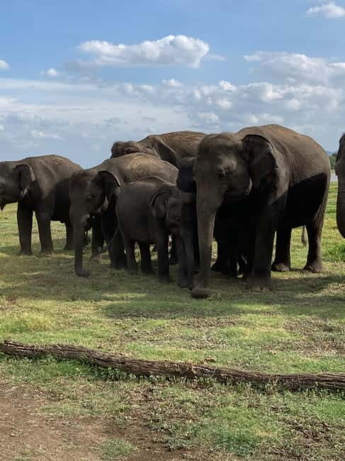 Evening Safari at Minneriya National park with Hotel Pickup - Detailed Breakdown of the Tour Experience