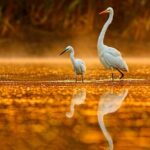 Everglades Explorer - Noosa Everglades Tour - What Do the Reviews Say?