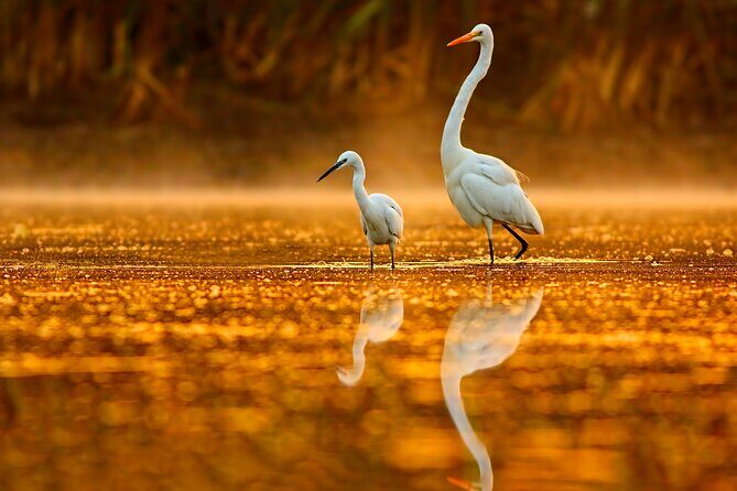 Everglades Explorer - Noosa Everglades Tour - What Do the Reviews Say?