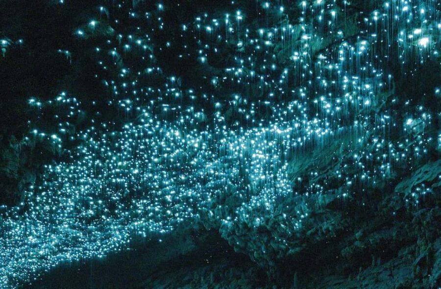 Ex Auckland Spellbound Glowworm & Cave Explorer Private Tour - Who Should Consider This Tour?