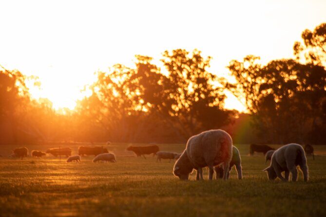 Exclusive Farm Experience - The Real Value of the Experience