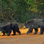 Exclusive : Full-Day Leopard Safari Yala With Picnic Lunch - Practical Details & Considerations
