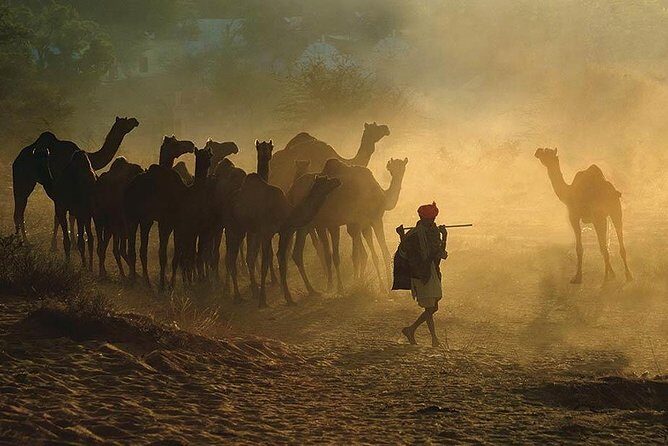 Exclusive: Guided Pushkar Day Trip from Jaipur - Detailed Itinerary Breakdown