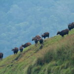 Exclusive Periyar Wildlife with Elephant Bath Tour (03 Days) - Analyzing the Value