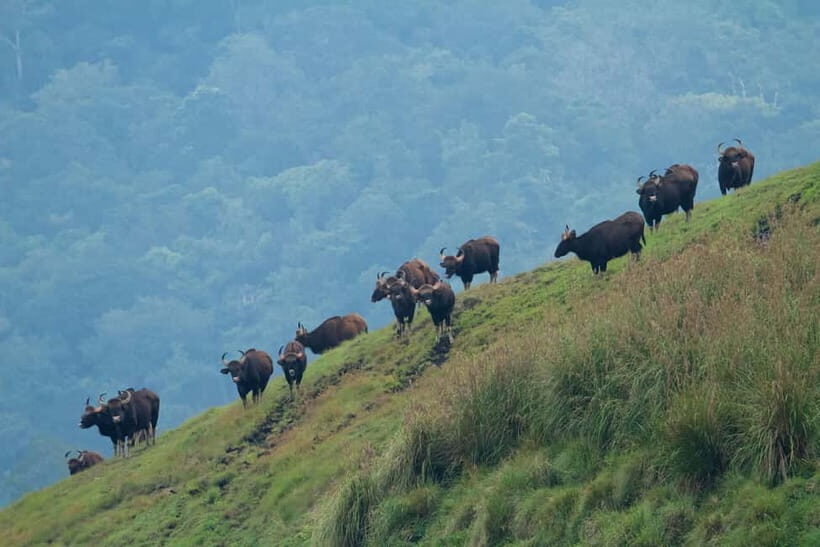 Exclusive Periyar Wildlife with Elephant Bath Tour (03 Days) - Analyzing the Value