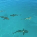 Excursion The Blue Lagoon and Reef Island - Balancing the Pros and Cons