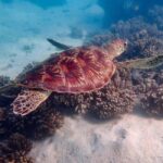 Exmouth: Guided Ningaloo Reef Snorkel Adventure - Exploring the Itinerary: A Day in the Water and on the Beach
