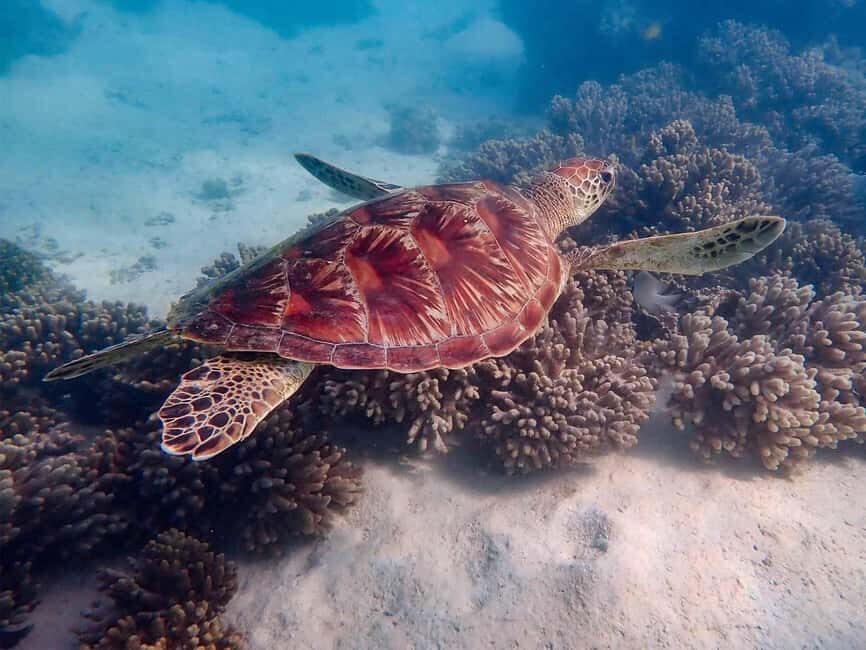 Exmouth: Guided Ningaloo Reef Snorkel Adventure - Exploring the Itinerary: A Day in the Water and on the Beach