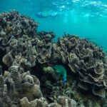 Exmouth: Half Day Coral by Kayak tour - Authentic Feedback & Highlights