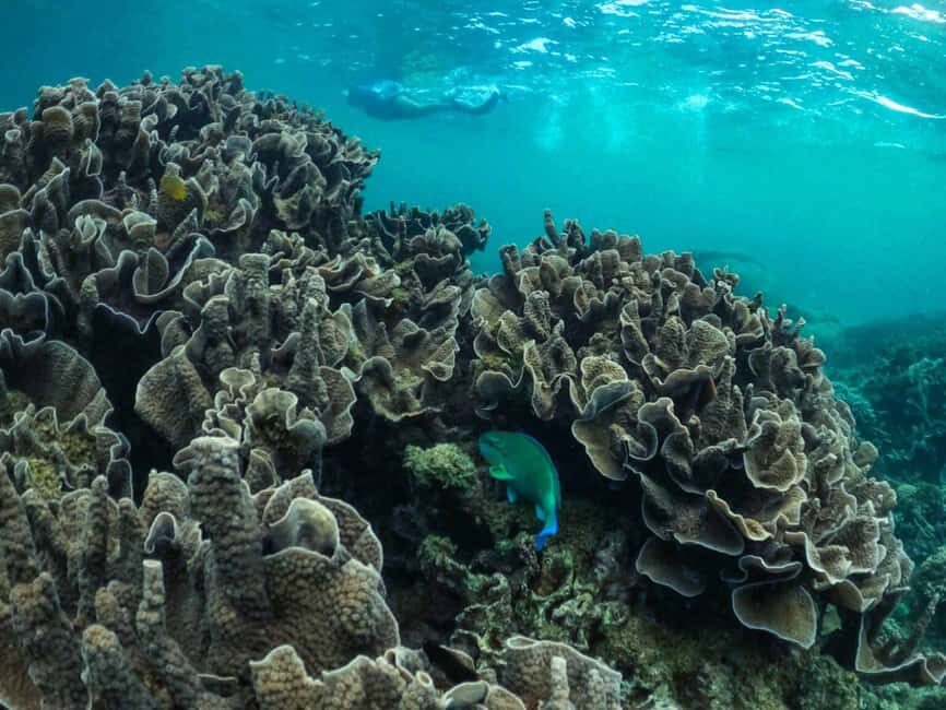 Exmouth: Half Day Coral by Kayak tour - Authentic Feedback & Highlights