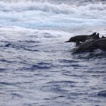 Experience Guam Dolphin Cruise - The Itinerary in Detail