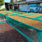 Experience how to make coffee from a sustainable farm Dalat - Roasting Your Own Beans