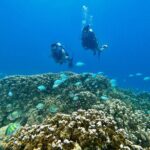 Experience Scuba Diving - No Certification Needed! - Authentic Experiences and Real Reviews