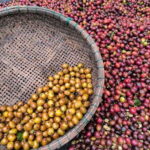Experience specialty coffee with sustainable coffee farmers - Who Would Love This Tour?
