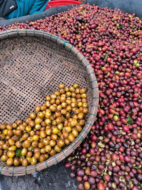 Experience specialty coffee with sustainable coffee farmers - Who Would Love This Tour?
