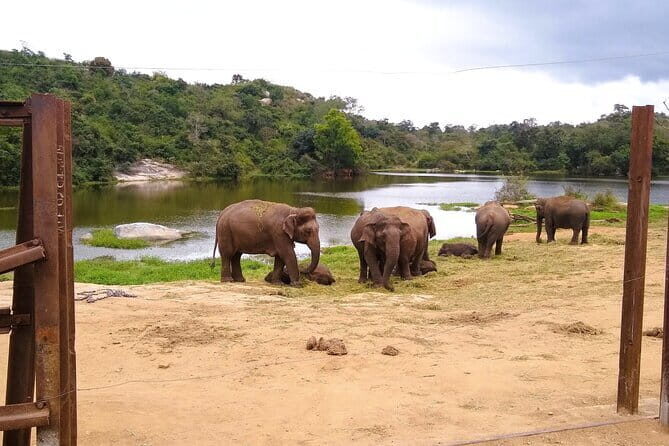 Explore Bangalores Wild Side  A Memorable Bannerghatta Safari! - What Makes This Tour Stand Out?