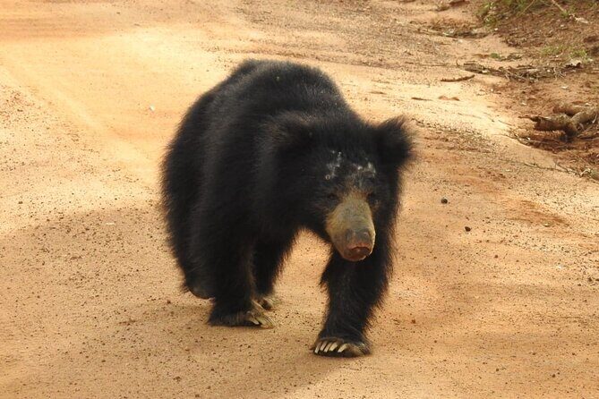Explore Beauty Of Yala (Ruhuna) National Park From South Coast in One Day. - The Itinerary in Detail