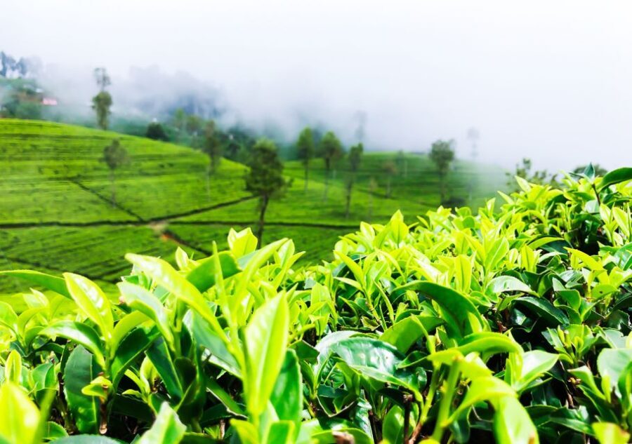 Explore Countryside of Nuwara Eliya by Tuk-Tuk - Authentic Experiences and Authenticity
