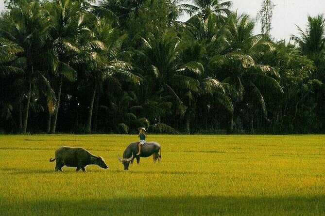 Explore Hoi An city or Da nang city with local guide - A Closer Look at the Tour Itinerary