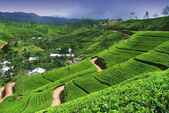 Explore Nuwara Eliya | Experience the Best Tea in the World - Transportation and Overall Experience
