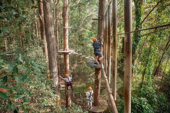 Explore Ourimbah State Forest Tree Ropes Course - The Sum Up