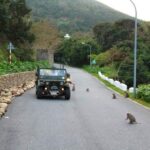 Explore Son Tra Peninsula by US Army Jeep - What’s Included and What to Keep in Mind