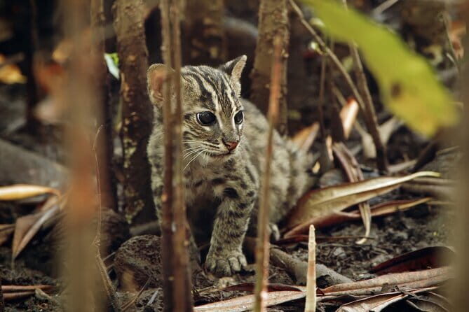 Explore Wild Wonders of Yala - Who is This Tour Best For?