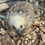 Explore Wildlife and Richmond Heritage Tour - The Practicalities and Value of the Tour