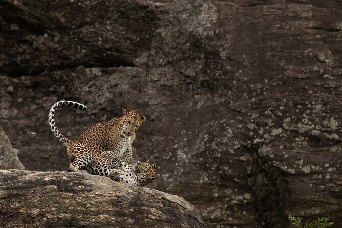 Explore Wilpattu National Park Private 4WD Tour - Who Will Love This Experience?