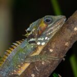 Family Night Walking Tour at Tropical Rainforest in Daintree - The Journey to the Rainforest