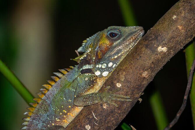 Family Night Walking Tour at Tropical Rainforest in Daintree - The Journey to the Rainforest