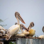 Fatehpur, Bird Sanctuary, Chand Baori Jaipur Drop From Agra - Detailed Breakdown of the Day