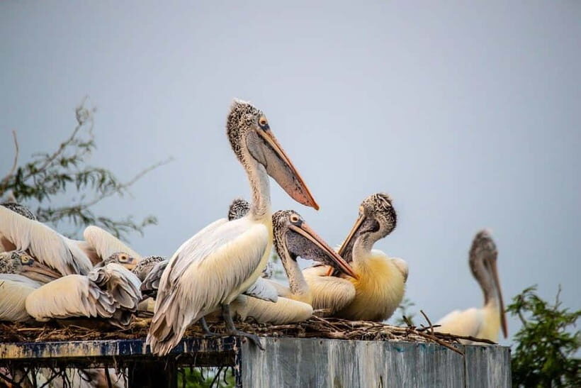 Fatehpur, Bird Sanctuary, Chand Baori Jaipur Drop From Agra - Detailed Breakdown of the Day