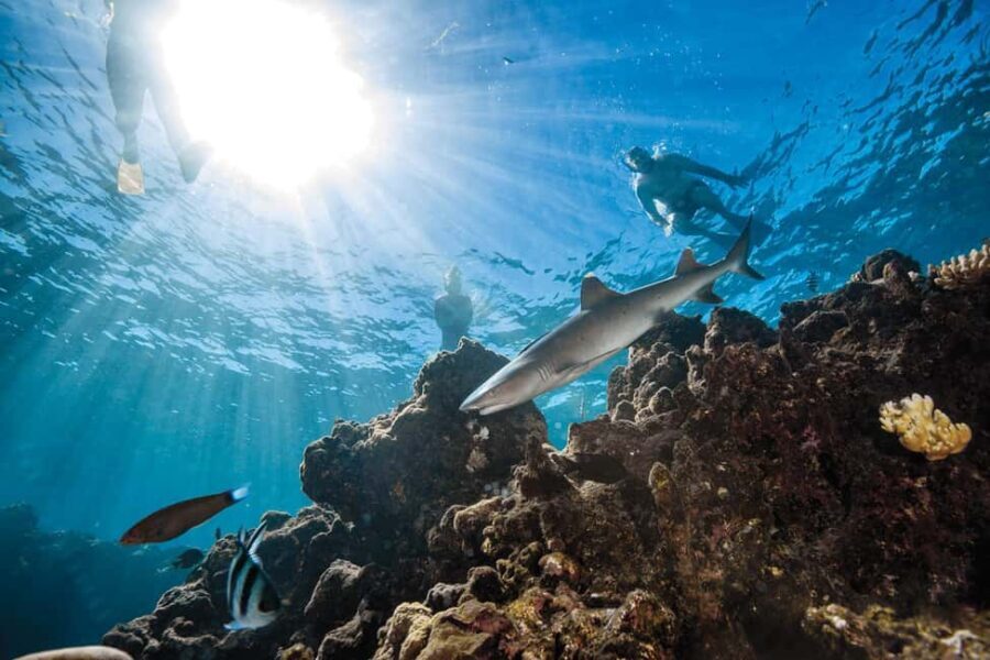 Fiji: Ultimate Encounters Snorkel with Sharks and Lunch - Authenticity and Customer Feedback
