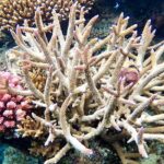 Fijis Best Dolphins tour and Snorkeling Adventure - Itinerary Breakdown: What to Expect at Each Stop