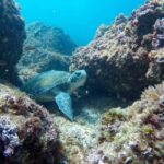 Fingal Head: Cook Island Sea Turtle Snorkel & Boat Transfers - What Makes This Tour Special?