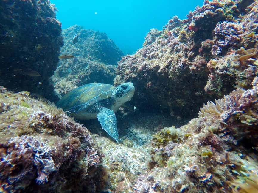 Fingal Head: Cook Island Sea Turtle Snorkel & Boat Transfers - What Makes This Tour Special?