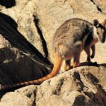 Flinders Ranges & Outback: 5-Day 4WD Tour from Adelaide - What Makes This Tour Stand Out?