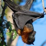 Flying Fox Experience, Thousands of Australia's Largest Bat - What Makes This Tour Stand Out?