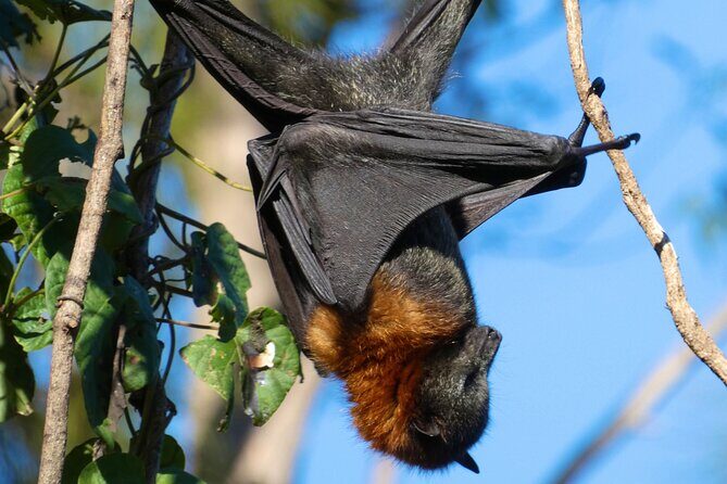 Flying Fox Experience, Thousands of Australia's Largest Bat - What Makes This Tour Stand Out?