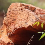 Fossil Walk  Unearthing Ancient Secrets near Pondicherry - What Makes This Experience Special?