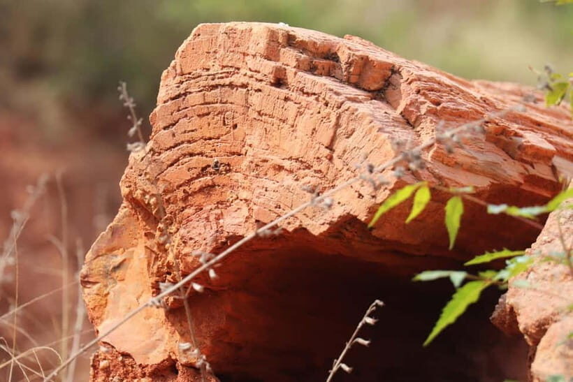 Fossil Walk  Unearthing Ancient Secrets near Pondicherry - What Makes This Experience Special?