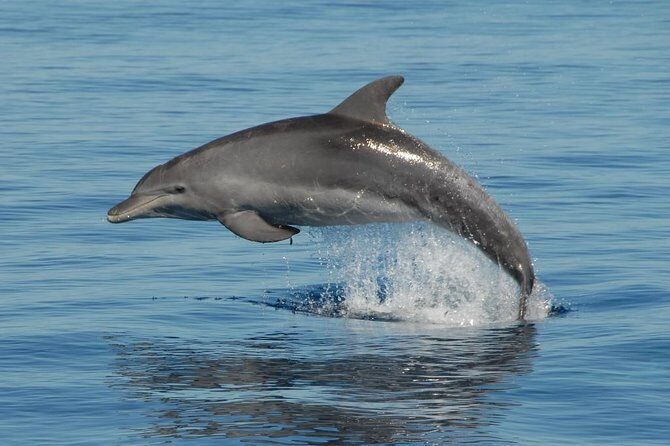 Fraser Island & Dolphin Sailing Adventure - The Reviews: Authentic Reflections on the Experience