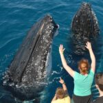 Fraser Island Whale Watch Encounter - Why This Tour Stands Out