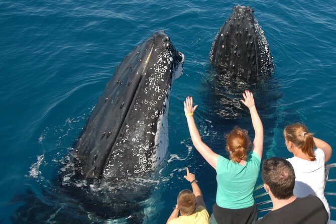 Fraser Island Whale Watch Encounter - Why This Tour Stands Out