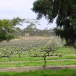 From Adelaide: Clare Valley Winery Tour - Who Is This Tour Best For?