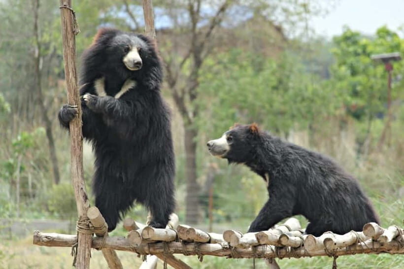 From Agra: SOS Elephant Conservation & Bear Rescue Day Trip - The Sum Up: Why This Tour Might Be Just Right