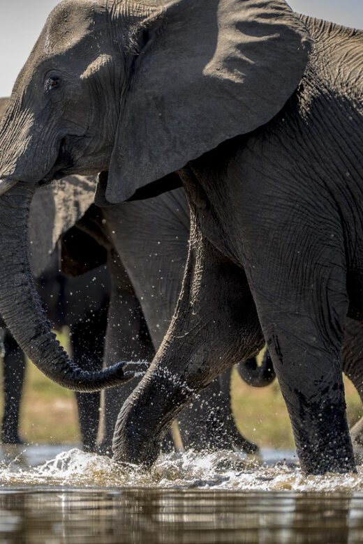 From Agra: Taj Mahal Tour w/ Elephant Conservation - The Cultural and Historical Highlights