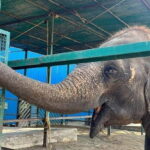 From Agra: Visit to Wildlife SOS Elephant Conservation Trip - Understanding the Center’s Work and Its Importance