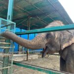 From Agra: Visit to Wildlife SOS Elephant Conservation Trip - The Sum Up